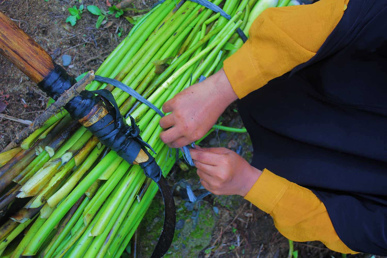 Merubah Gulma Enceng Gondok Menjadi Produk Berkualitas