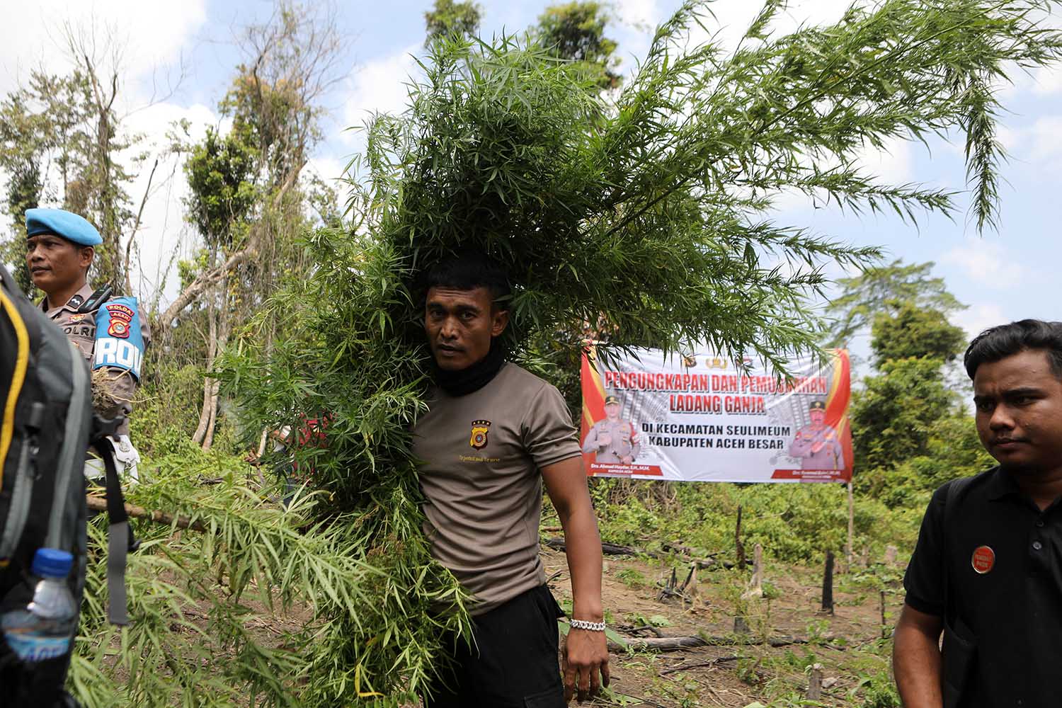 Polisi Aceh Musnahkan Ladang Ganja